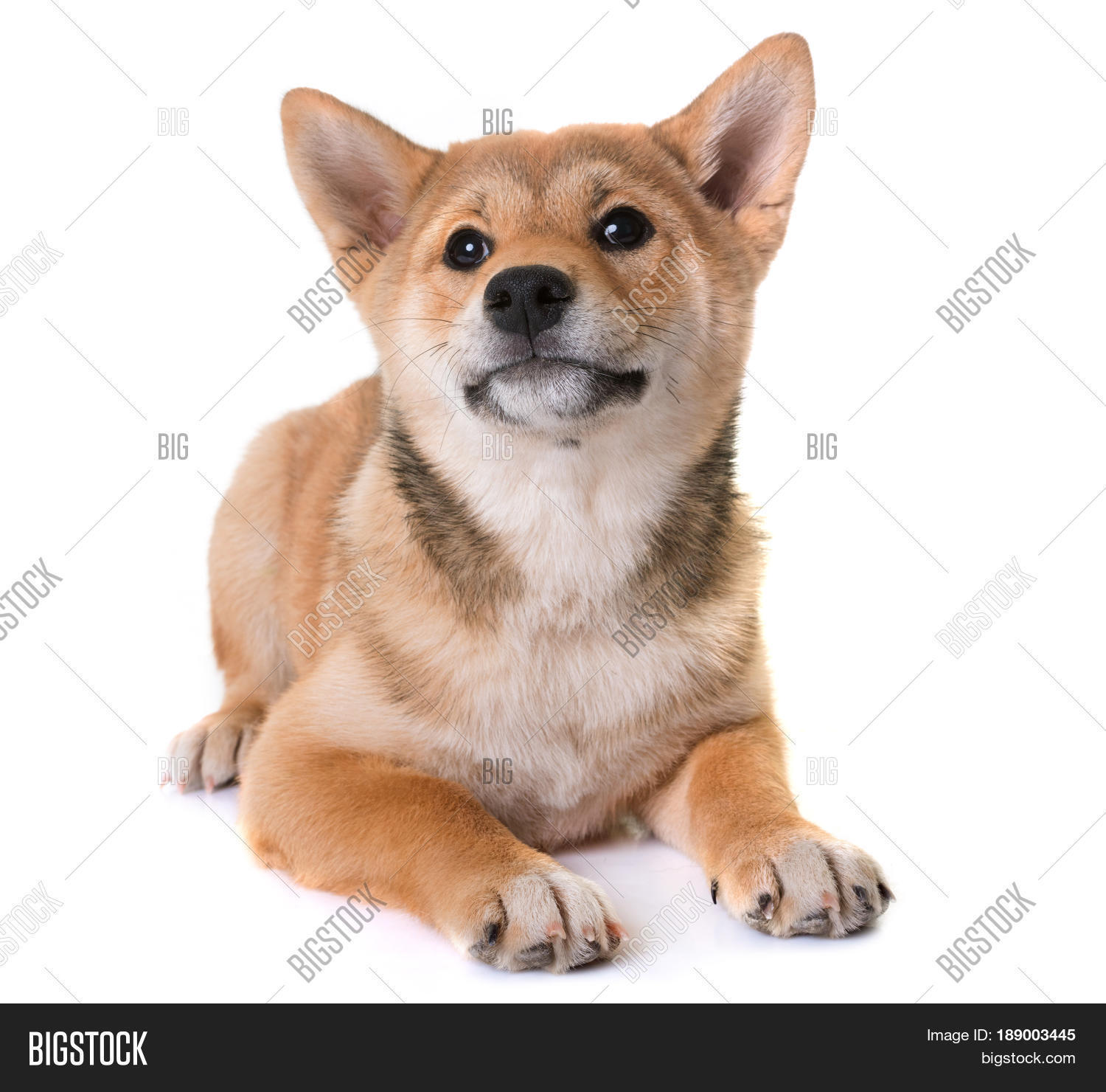 Young Shiba Inu Front Image & Photo (Free Trial) | Bigstock