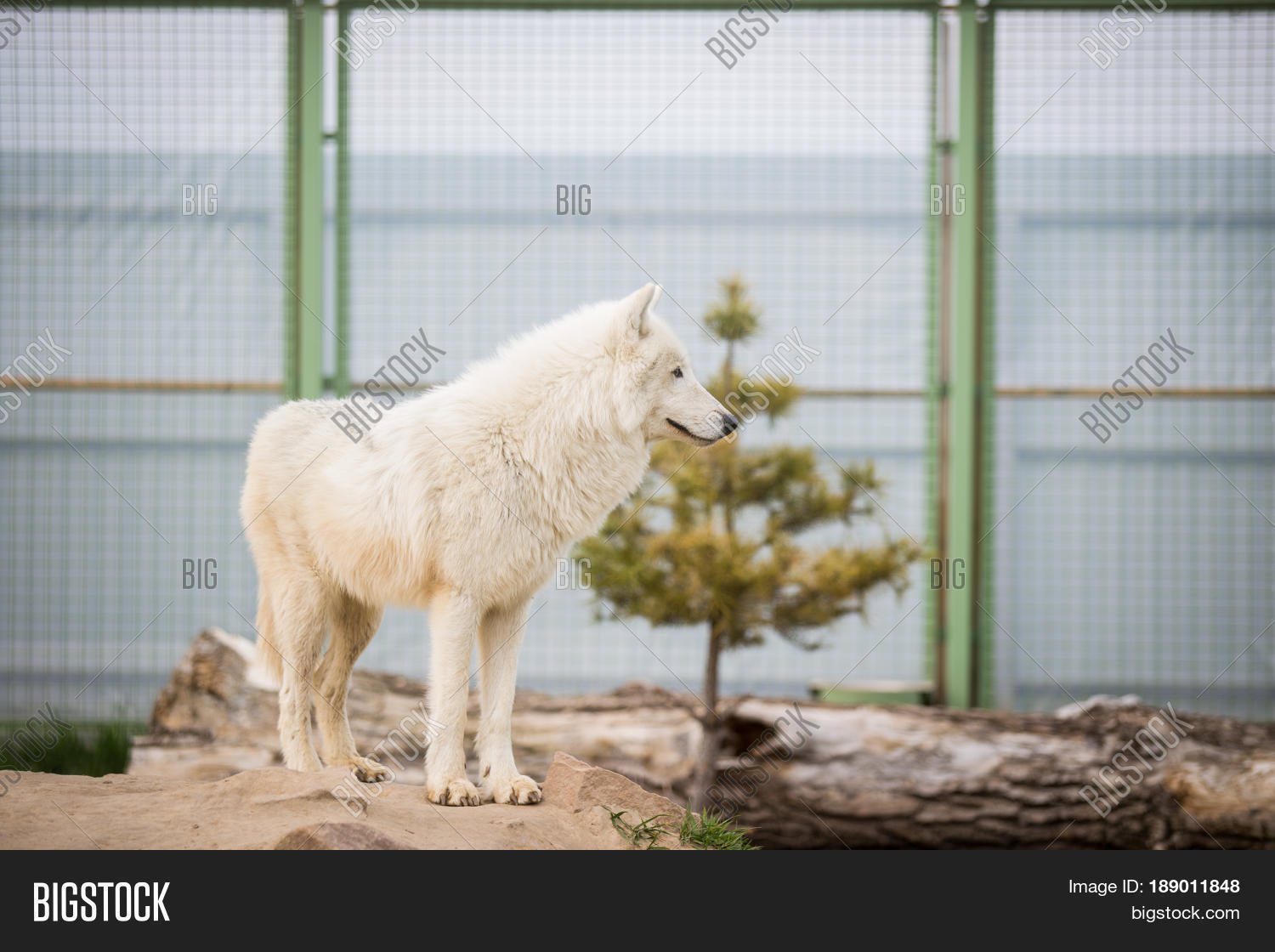 Arctic White Wolf Image & Photo (Free Trial) | Bigstock