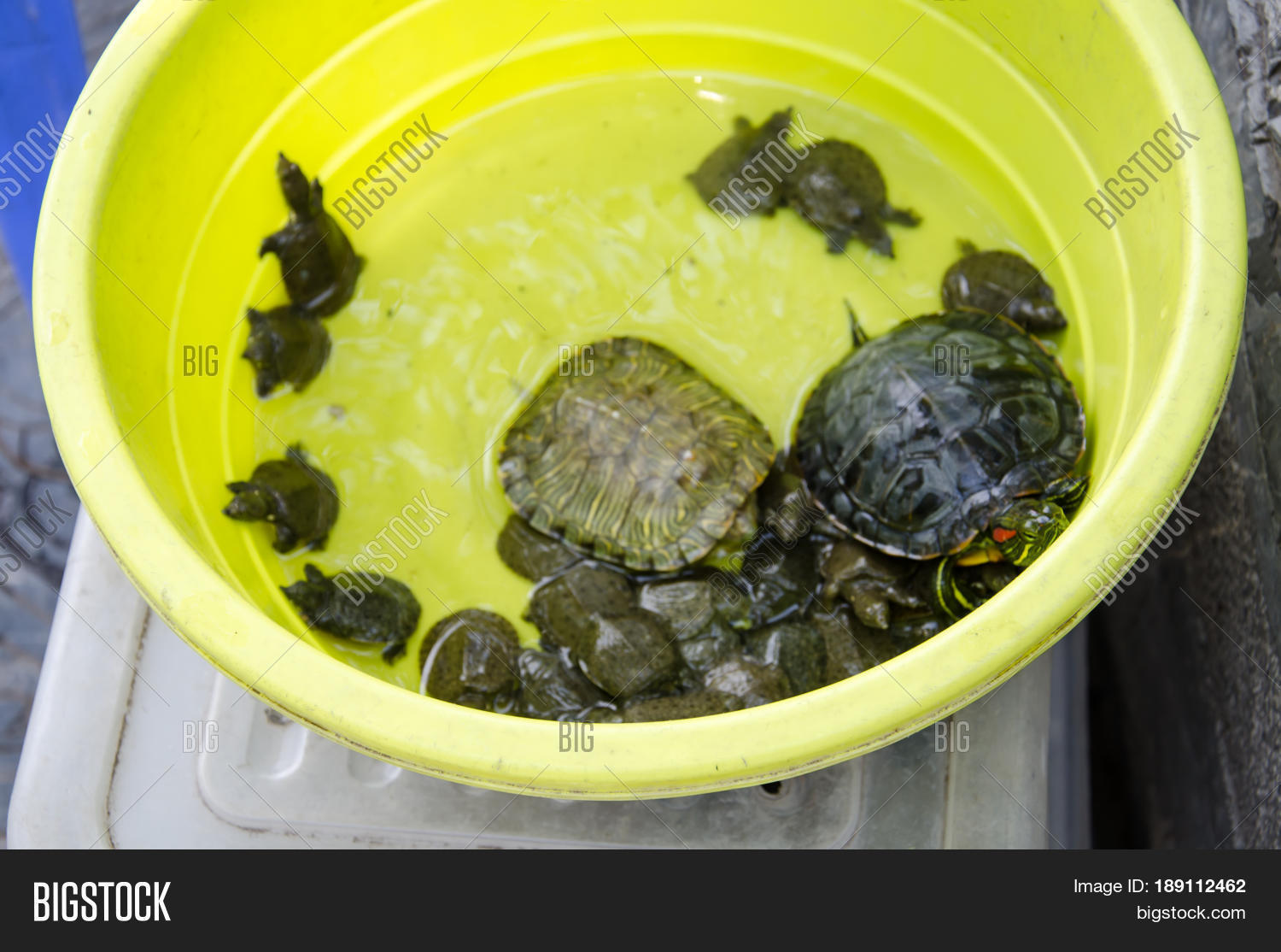 Turtles Water Bowl On Image & Photo (Free Trial) | Bigstock