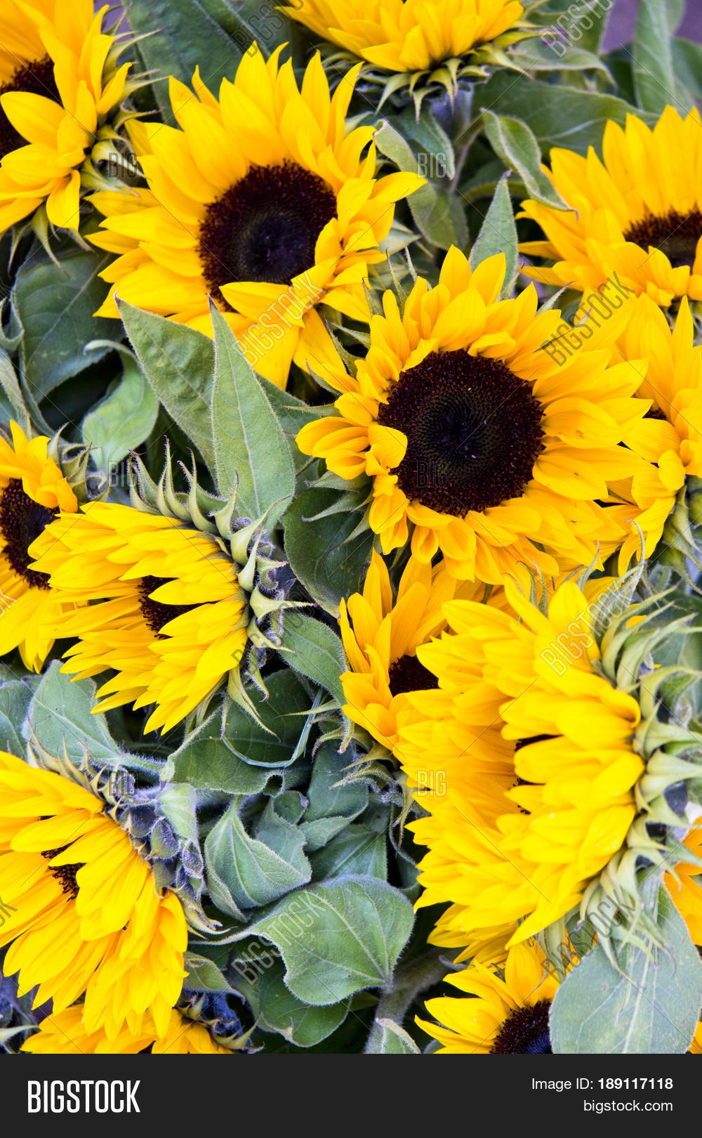 Beautiful Set Flower Image & Photo (Free Trial) | Bigstock