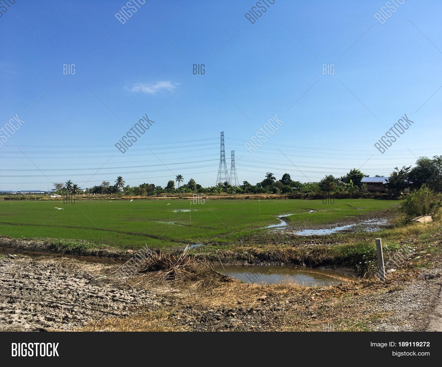 Green Rice Tree Image & Photo (Free Trial) | Bigstock