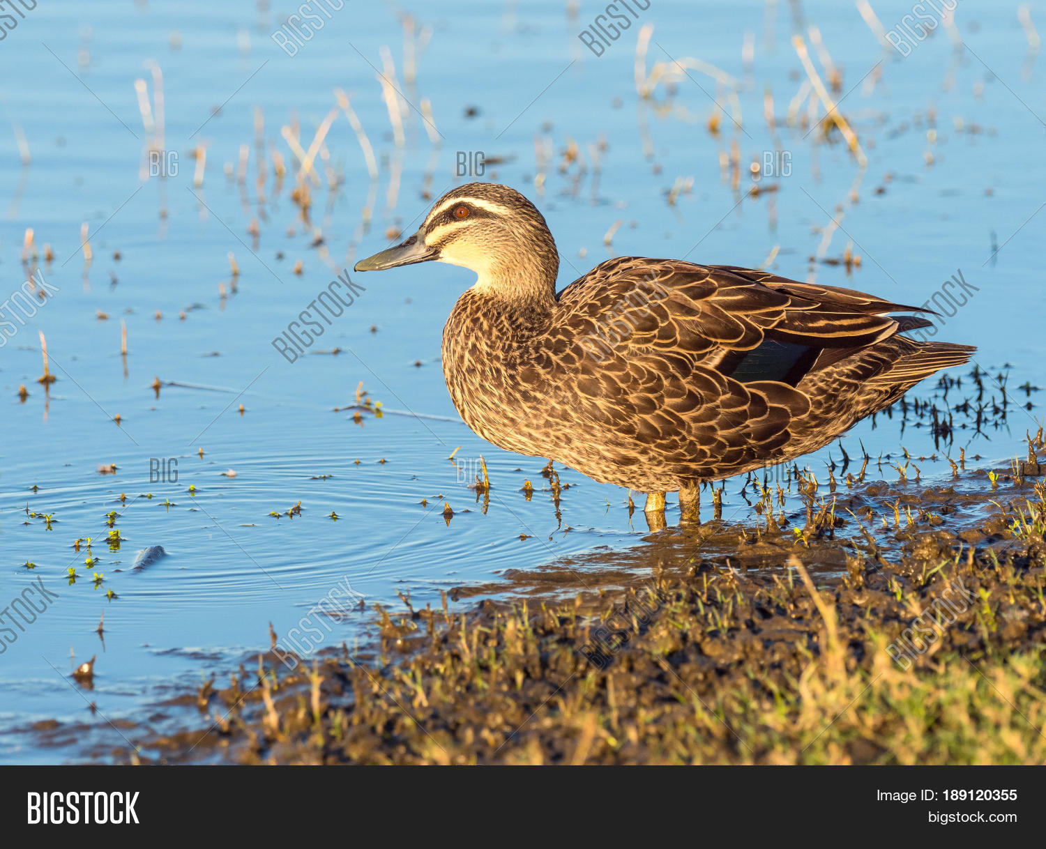 Pacific Black Duck ( Image & Photo (Free Trial) | Bigstock