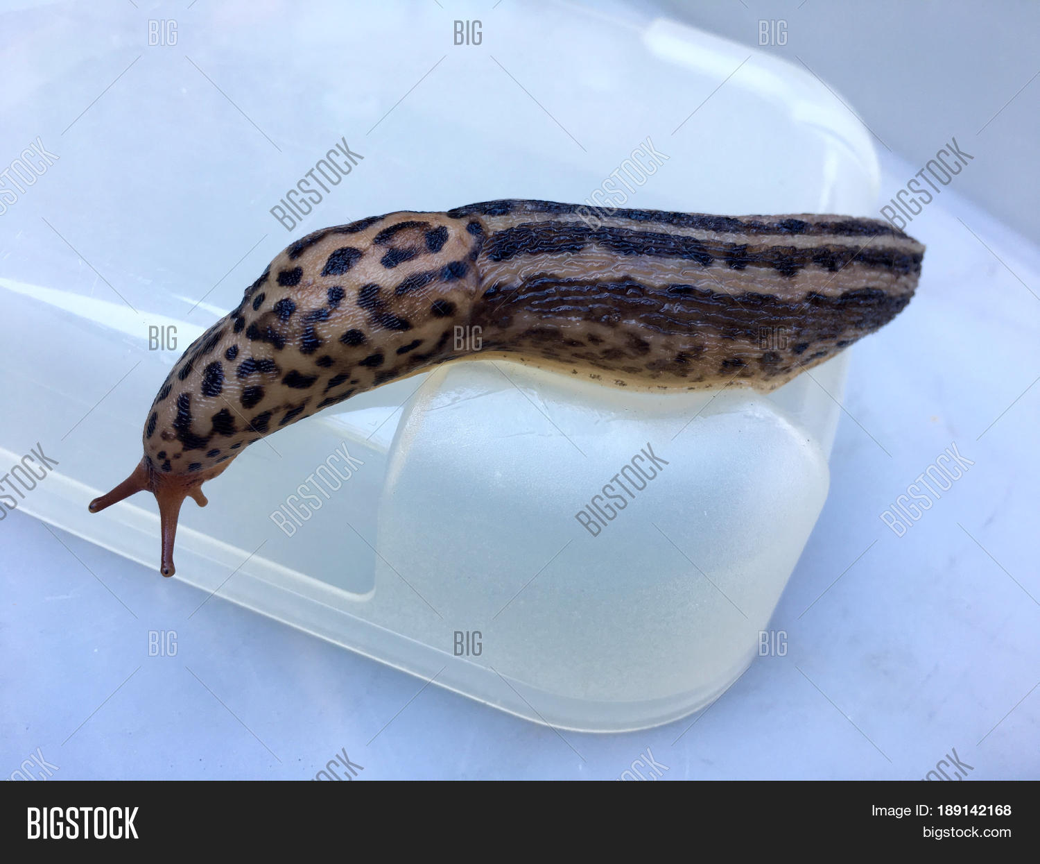 Large Adult Limax Image & Photo (Free Trial) | Bigstock