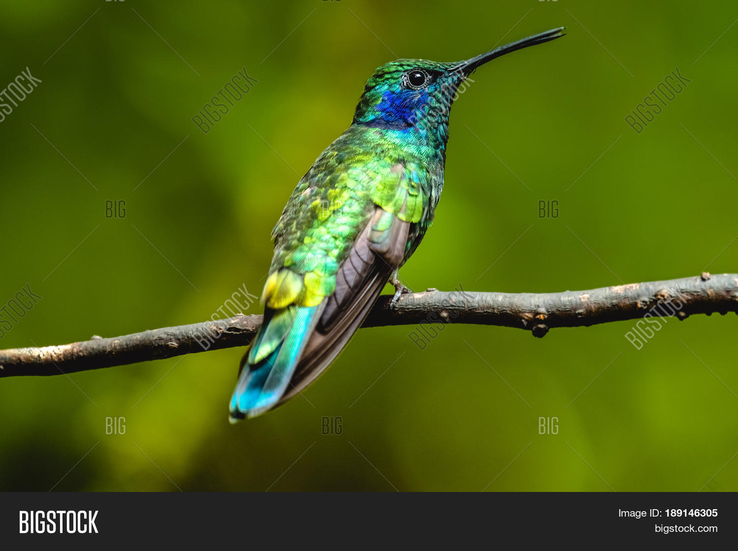 Lesser Violetear ( Image & Photo (Free Trial) | Bigstock