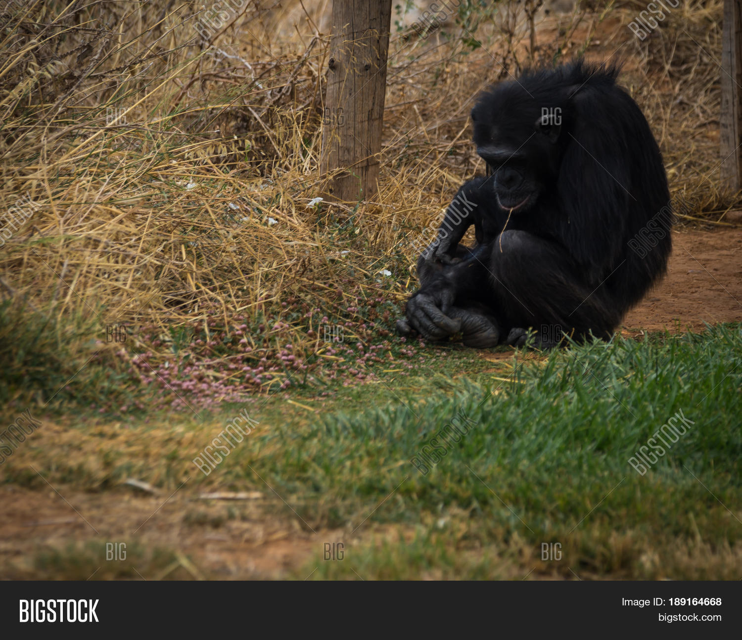 Big Black Chimpanzee Image & Photo (Free Trial) | Bigstock