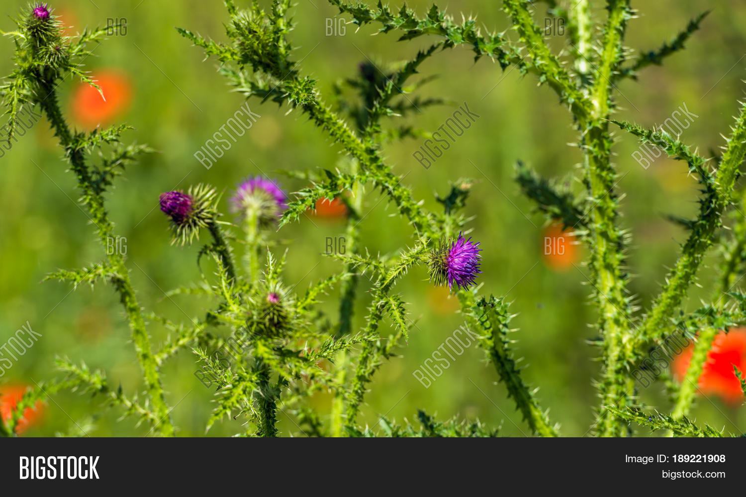 Purple Flowering Curly Image & Photo (Free Trial) | Bigstock