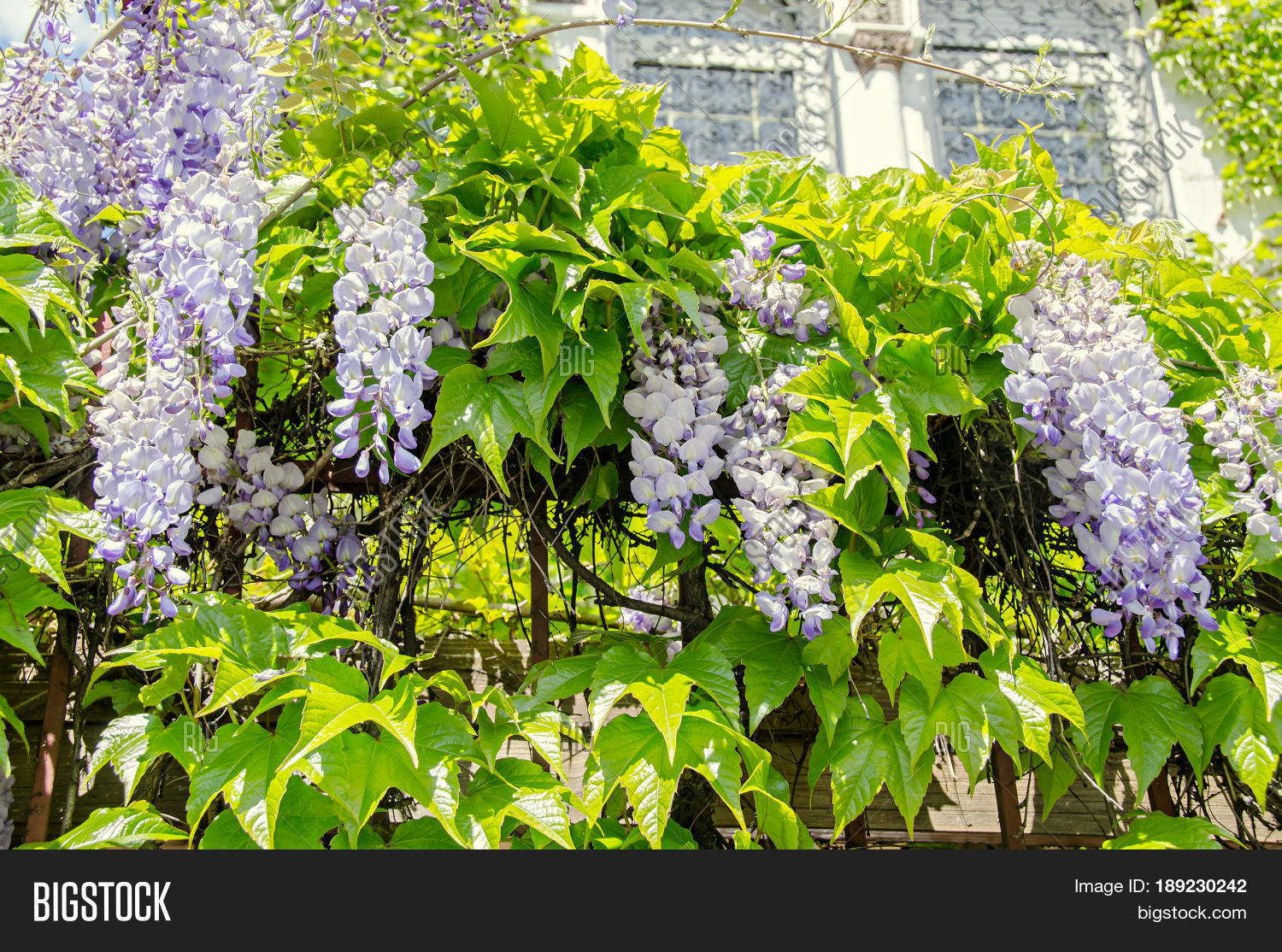 Mauve Violet Wisteria Image & Photo (Free Trial) | Bigstock
