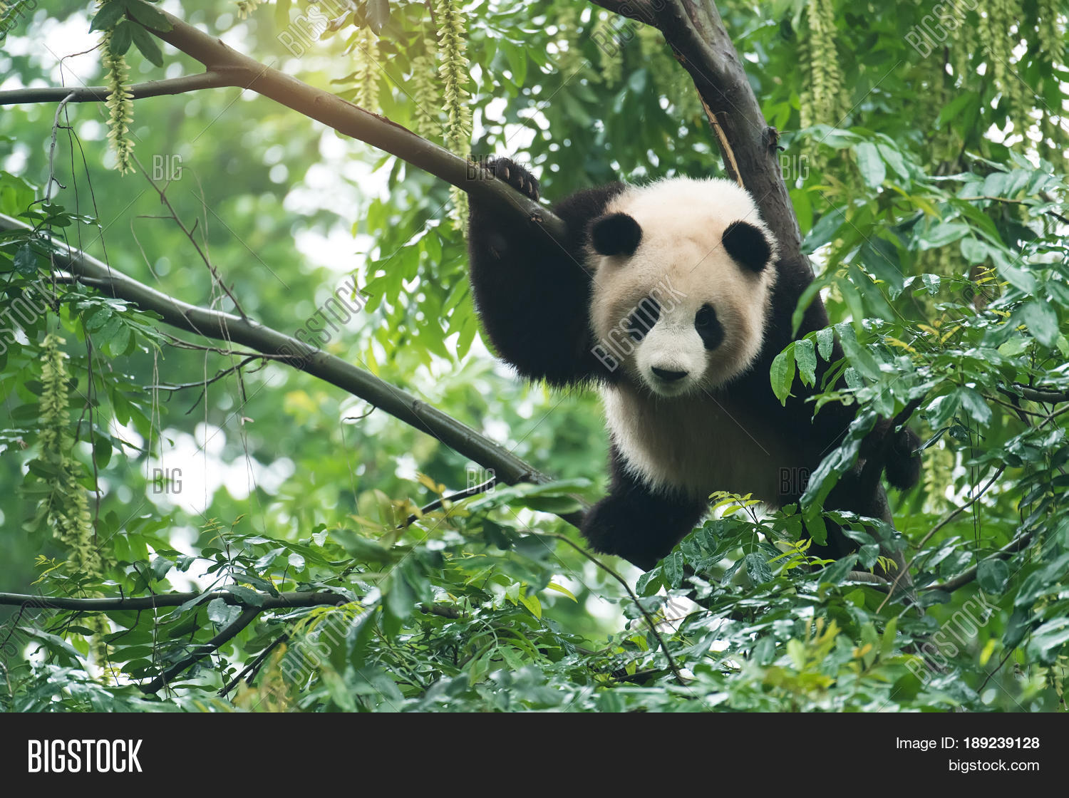 Giant Panda Over Tree Image & Photo (Free Trial) | Bigstock