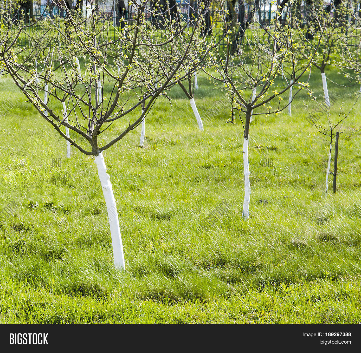 Small Apple Trees Image & Photo (Free Trial) | Bigstock