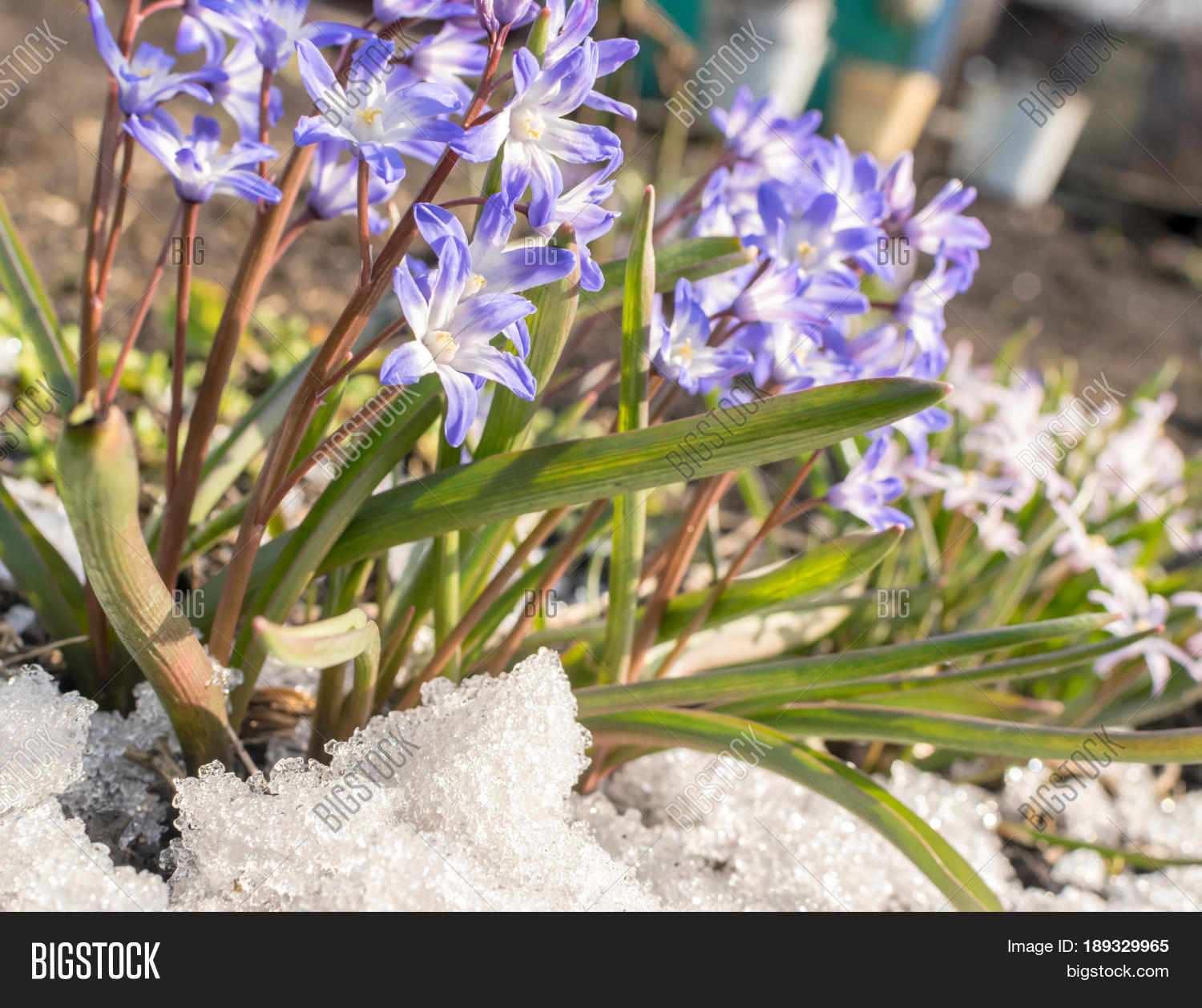Beautiful Fresh Blue Image & Photo (Free Trial) | Bigstock