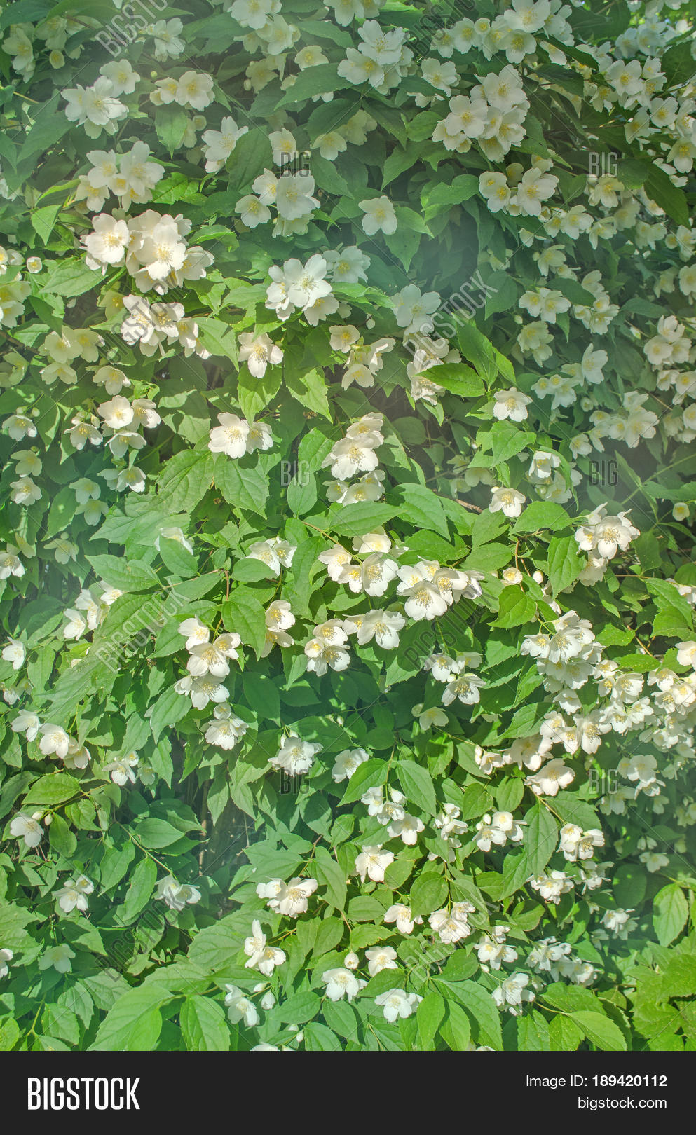 White Flowers Jasmine Image & Photo (Free Trial) | Bigstock