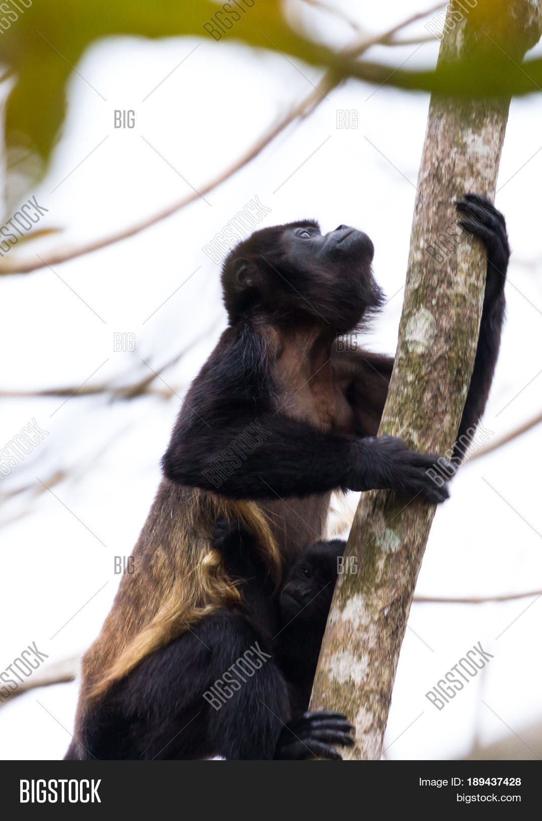 Mama Howler Her Baby Image & Photo (Free Trial) | Bigstock