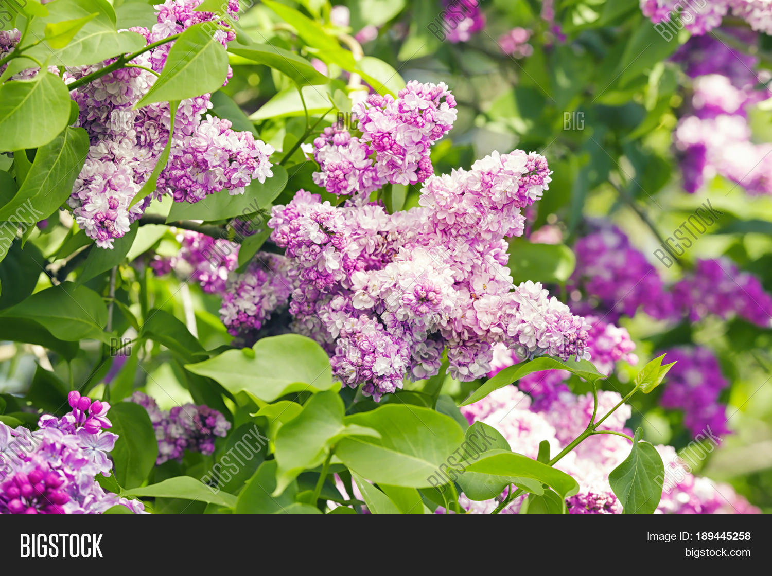 Beautiful Lilac Bloom Image & Photo (Free Trial) | Bigstock