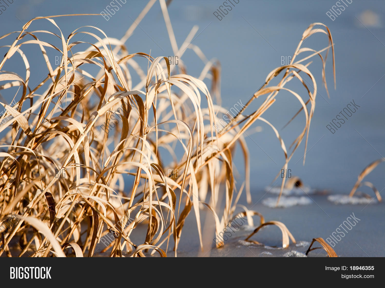 Yellow Reeds Emerge Image & Photo (Free Trial) | Bigstock