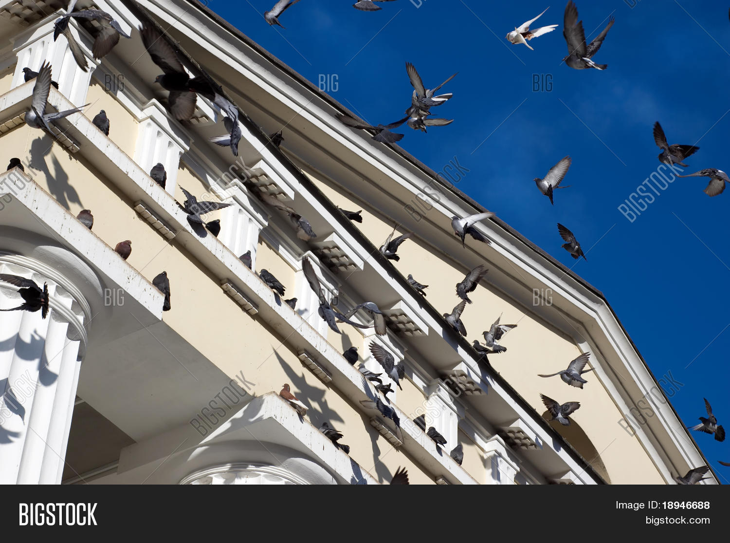 Pigeons On Church Image & Photo (Free Trial) | Bigstock