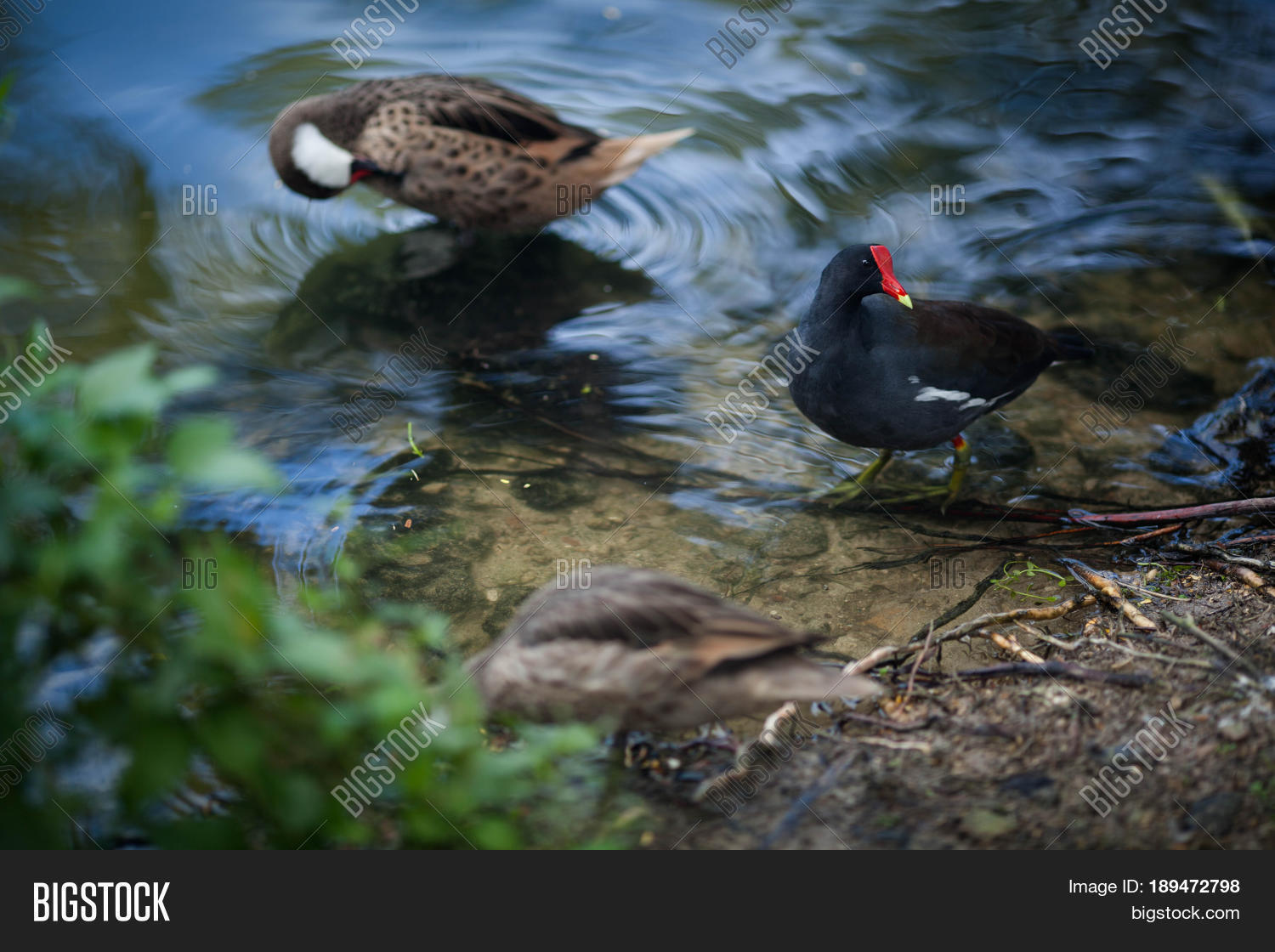 Black Bird Red Beak Image & Photo (Free Trial) | Bigstock