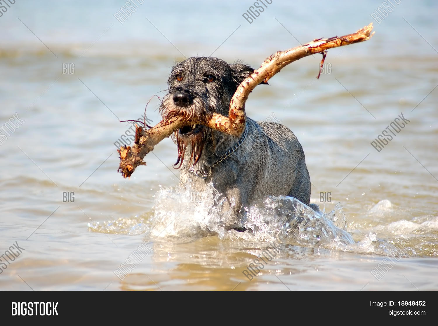Dog Having Fun Sea Image & Photo (Free Trial) | Bigstock