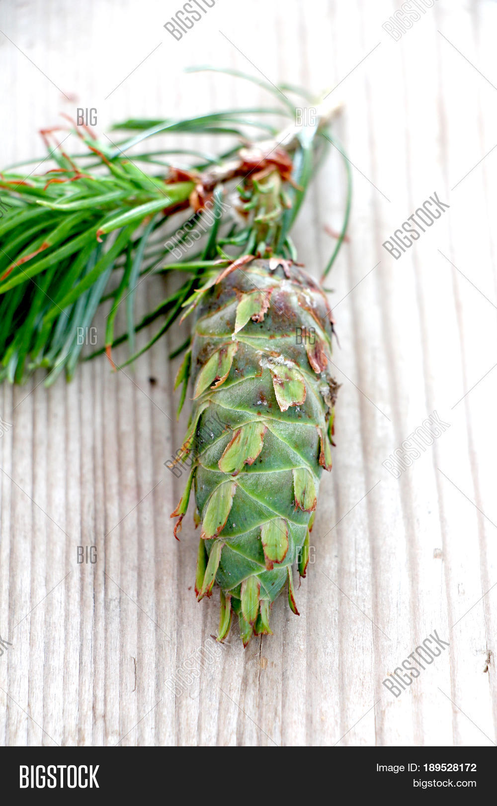Evergreen Tree Cone Image & Photo (Free Trial) | Bigstock