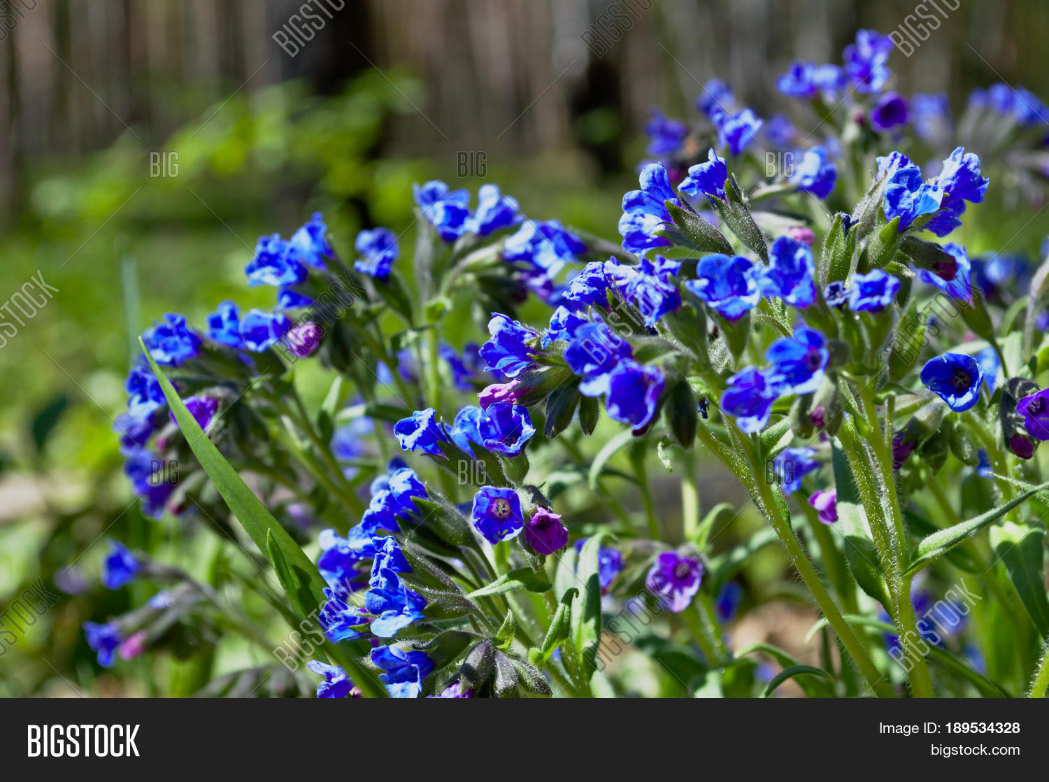 Bright Blue Forest Image & Photo (Free Trial) | Bigstock