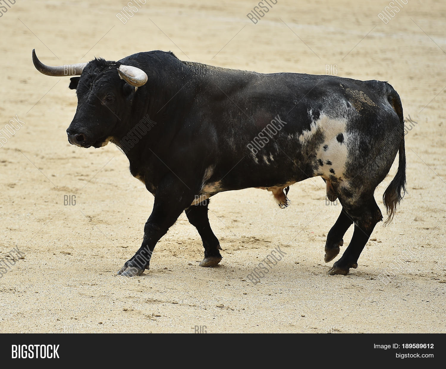 Bull Traditional Image & Photo (Free Trial) | Bigstock