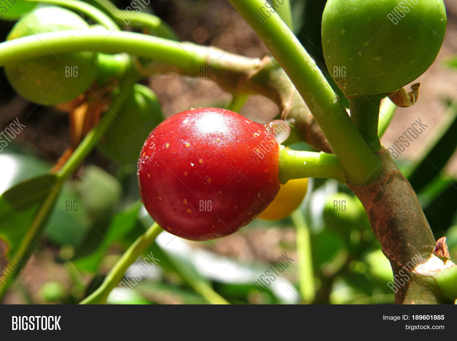 Ficus Brachypoda Image & Photo (Free Trial) | Bigstock