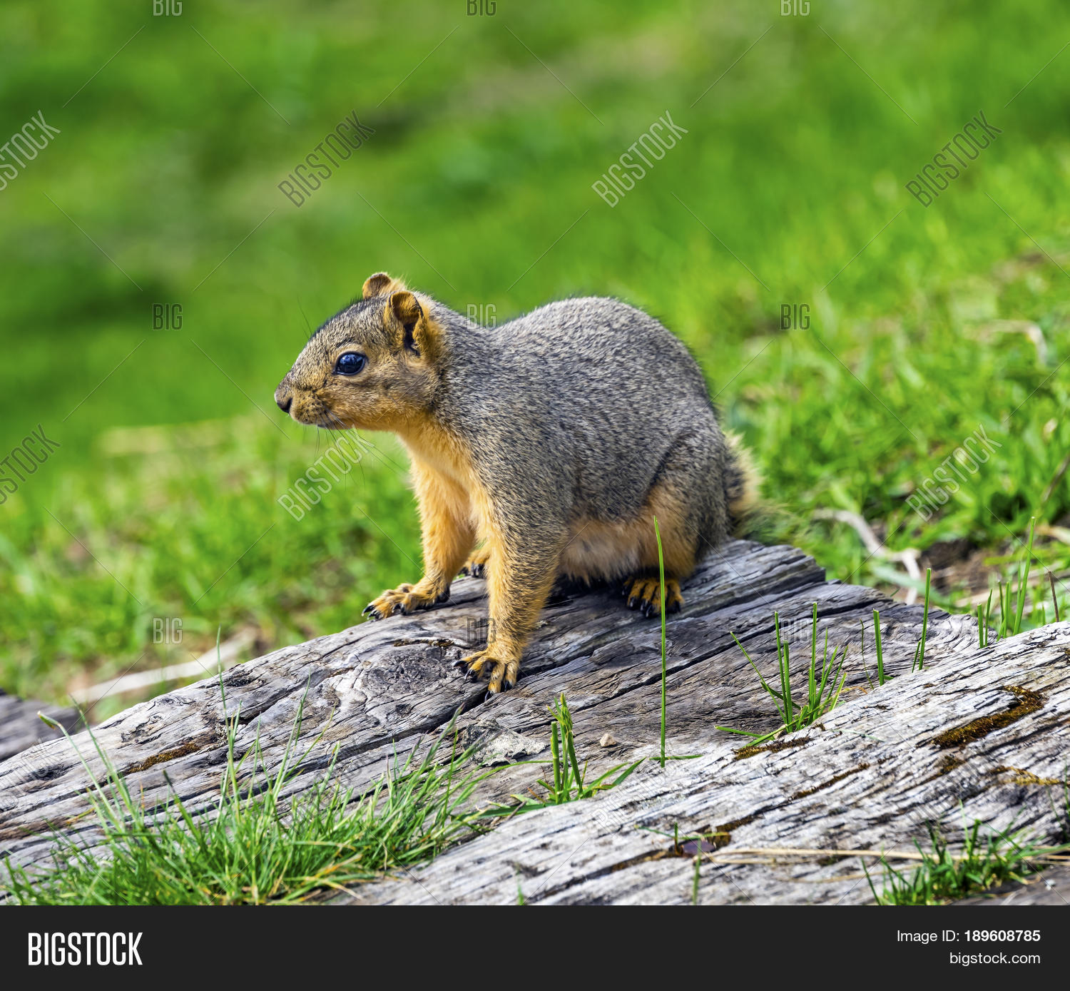 Western Gray Squirrel Image & Photo (Free Trial) | Bigstock