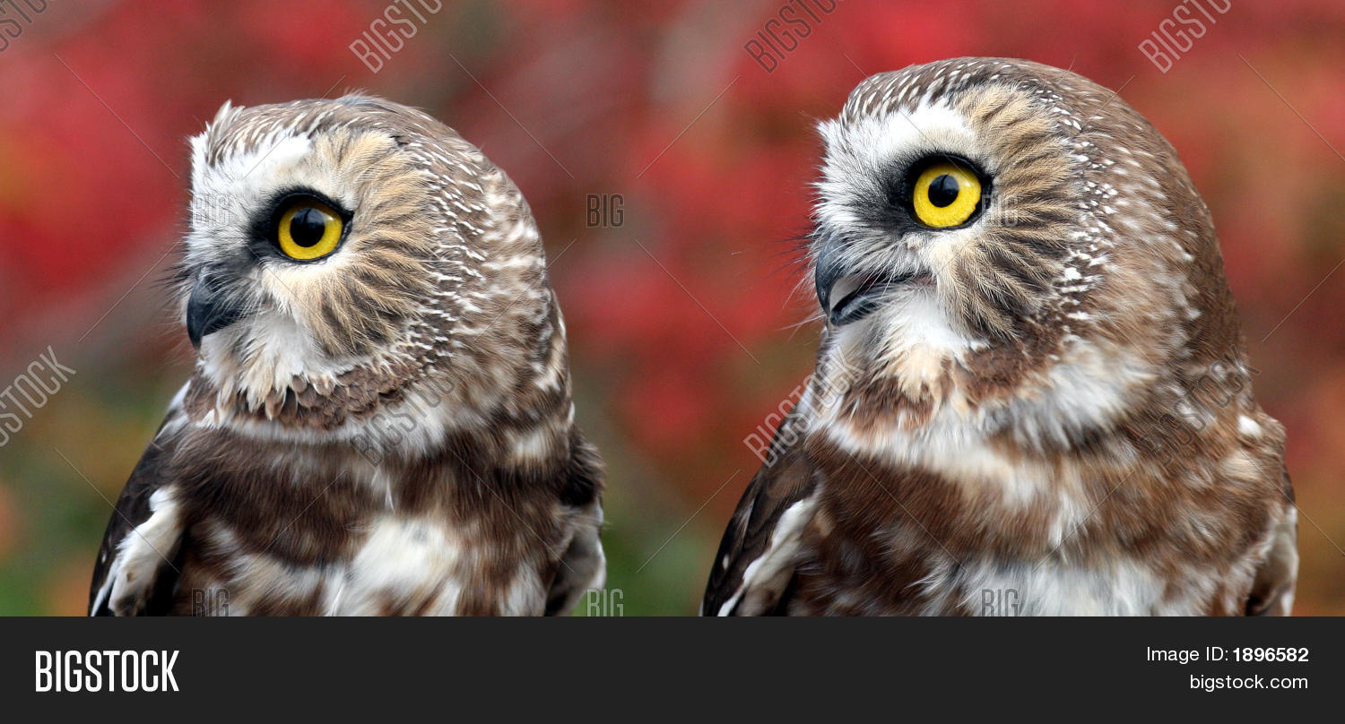 Pair Owls Image & Photo (Free Trial) | Bigstock