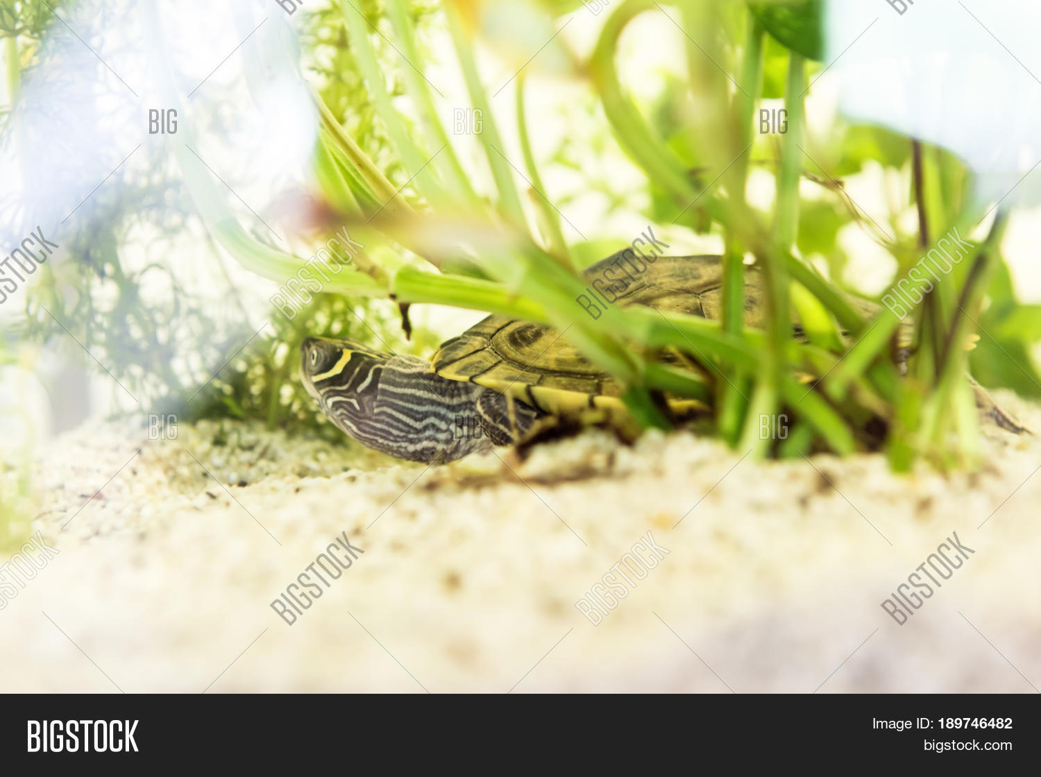 Small Terrapin Image & Photo (Free Trial) | Bigstock
