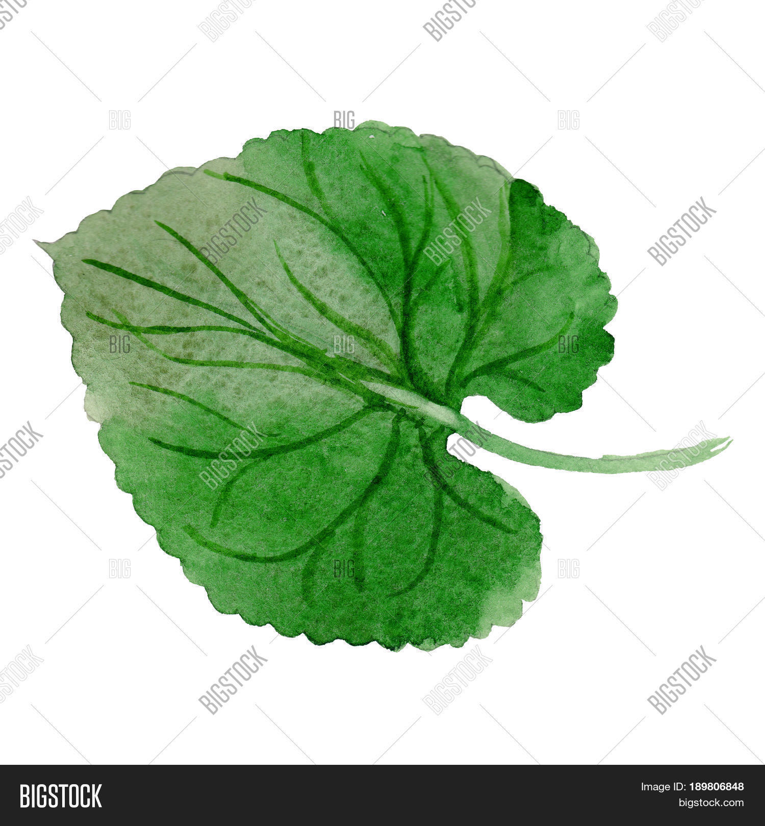 Wildflower Viola Image & Photo (Free Trial) | Bigstock