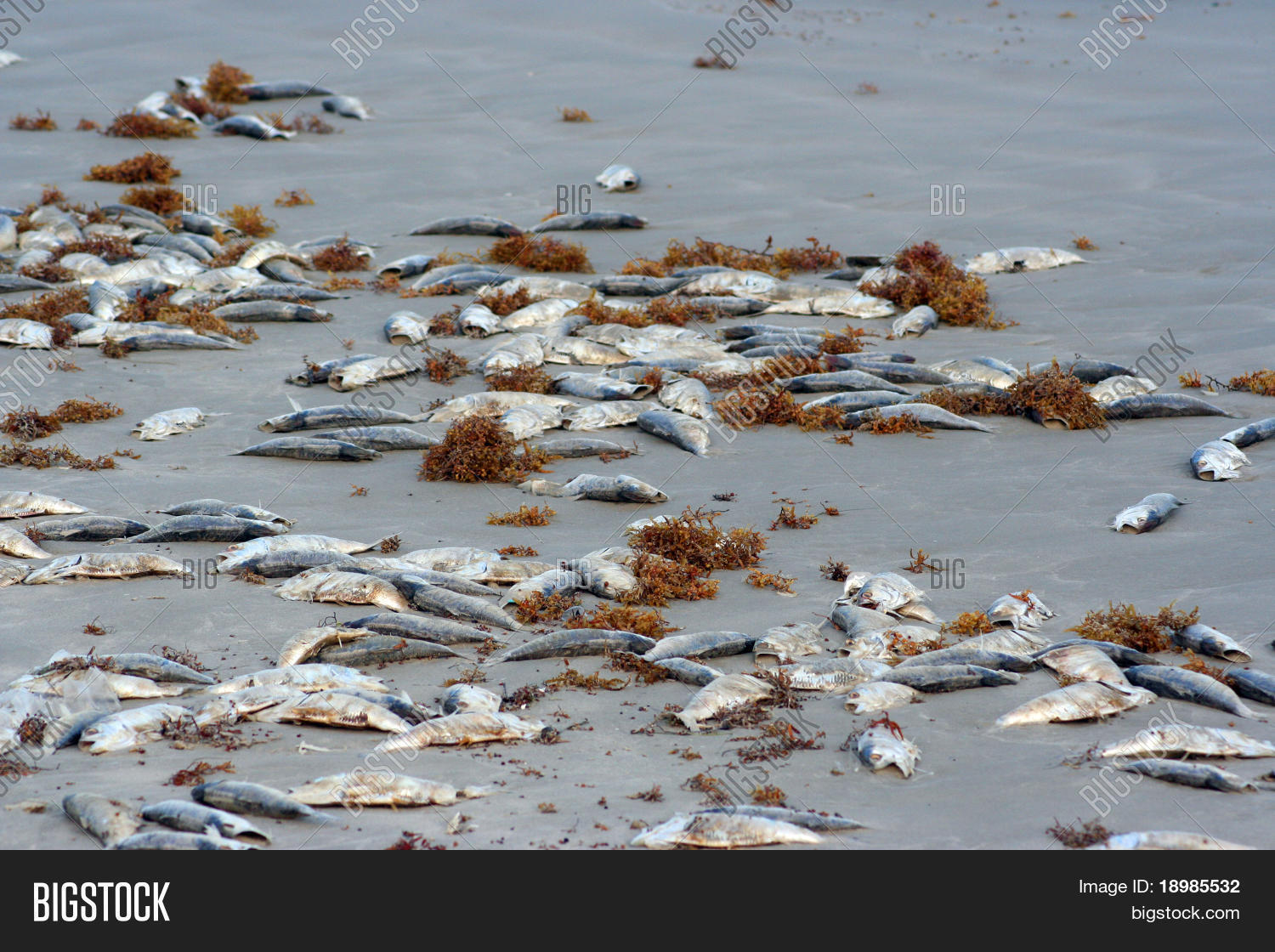 Dead Fish On Beach Image & Photo (Free Trial) | Bigstock