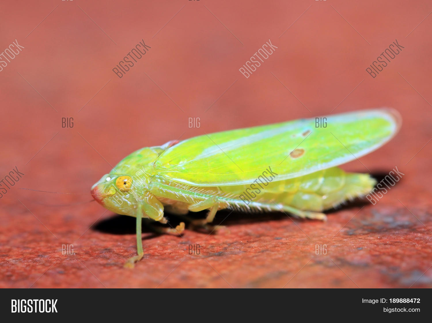 Close- Small Cicada. Image & Photo (Free Trial) | Bigstock