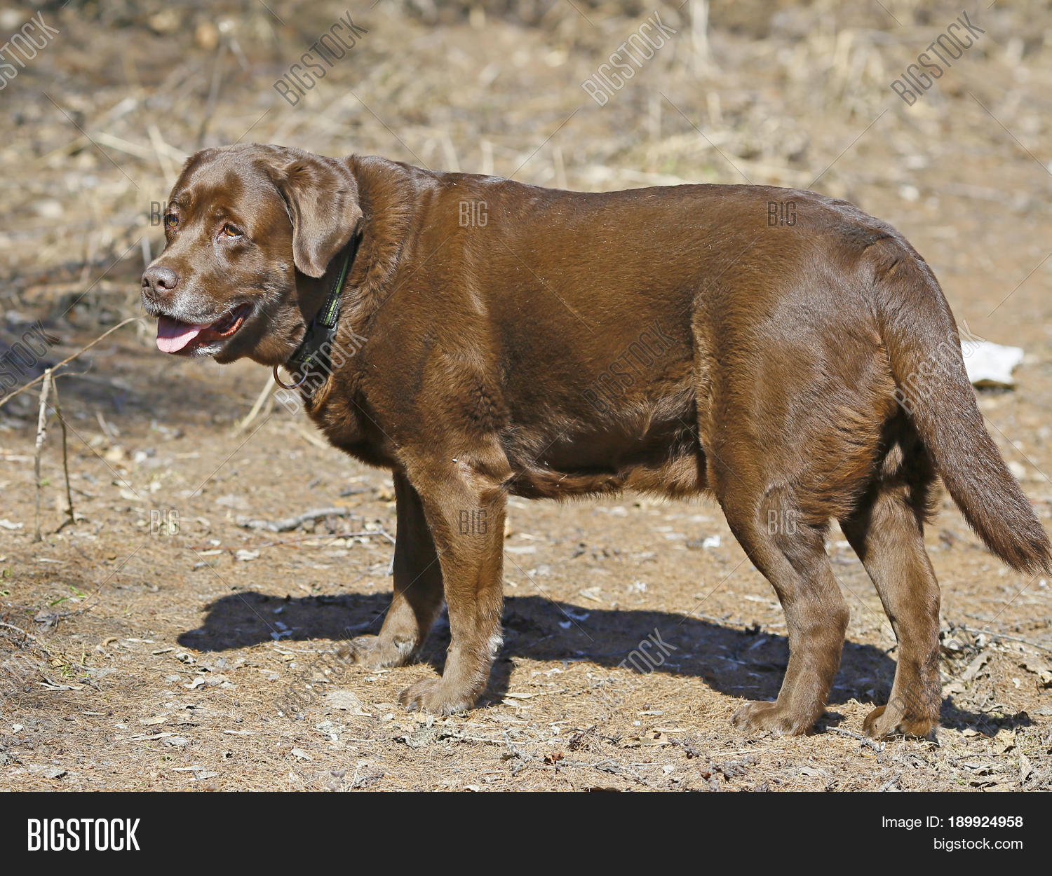 Chocolate Brown Image & Photo (Free Trial) | Bigstock