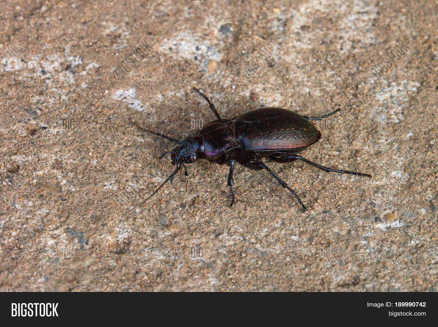 Small Predacious Image & Photo (Free Trial) | Bigstock