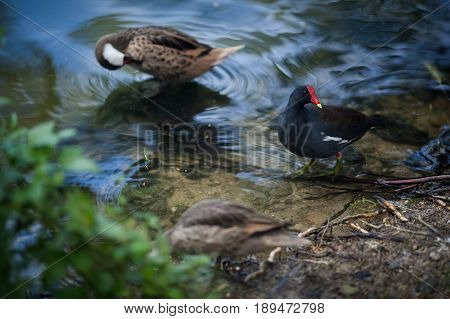 Black Bird Red Beak Image & Photo (Free Trial) | Bigstock