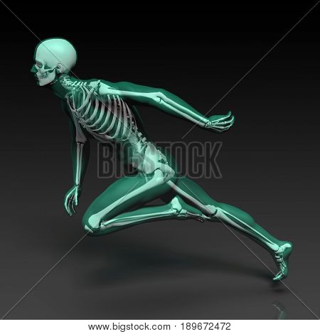 Human Bone Structure Image & Photo (Free Trial) | Bigstock