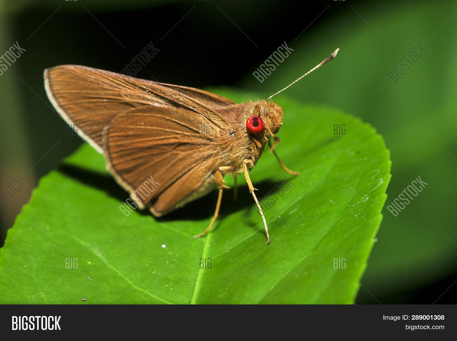 Matapa Aria On Leaves Image & Photo (Free Trial) | Bigstock