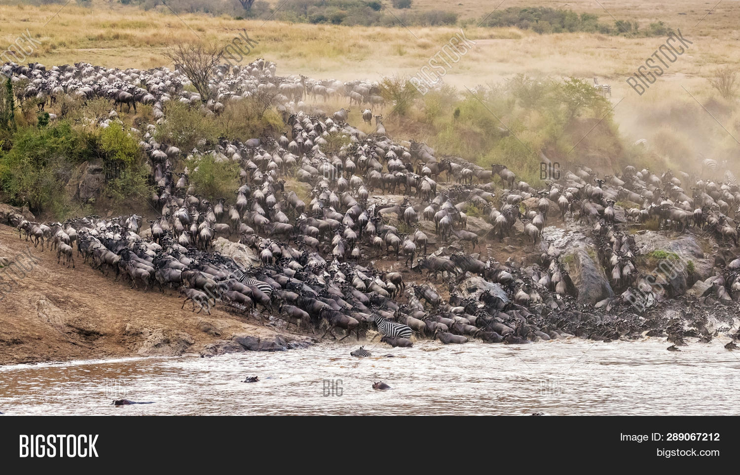 Wildebeest Zebra Cross Image & Photo (Free Trial) | Bigstock