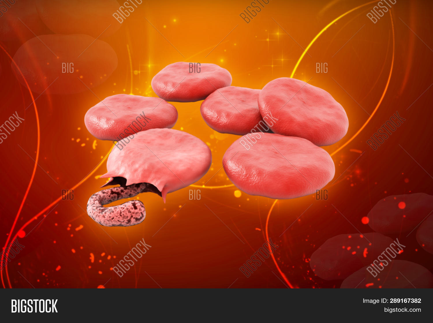 3d Rendered Malaria Image & Photo (Free Trial) | Bigstock