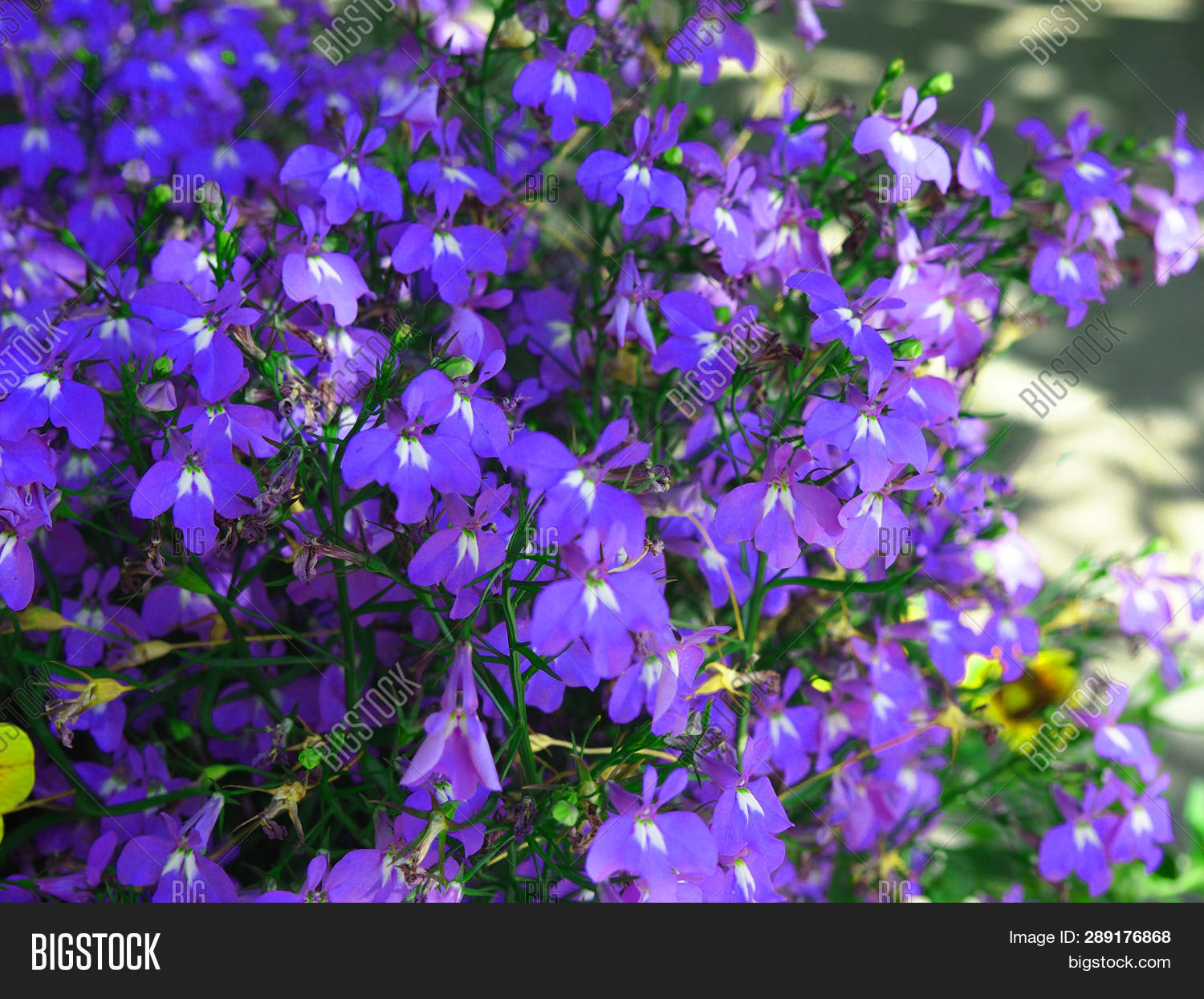 Blue Trailing Lobelia Image & Photo (Free Trial) | Bigstock