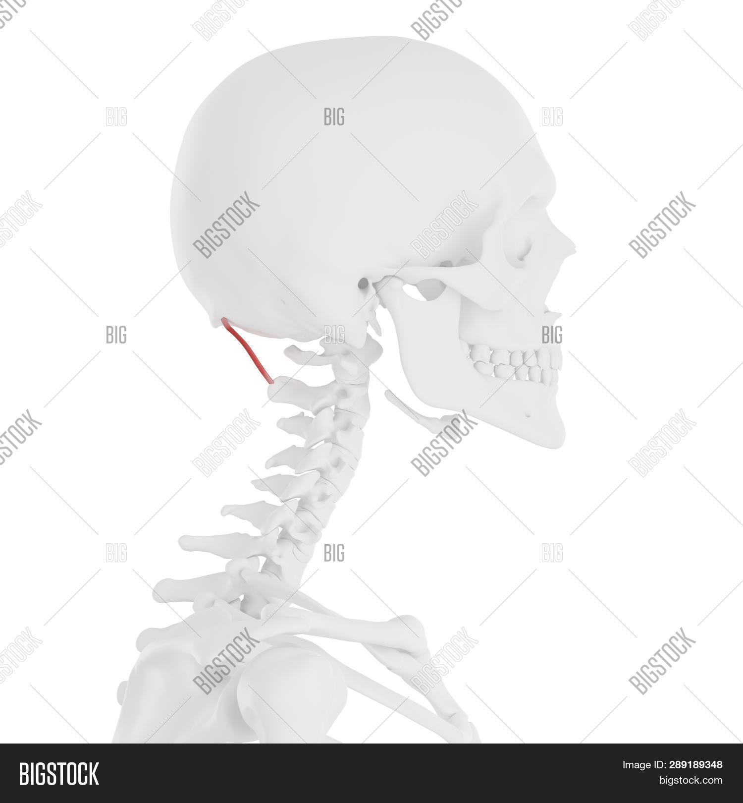 3d Rendered Medically Image & Photo (Free Trial) | Bigstock
