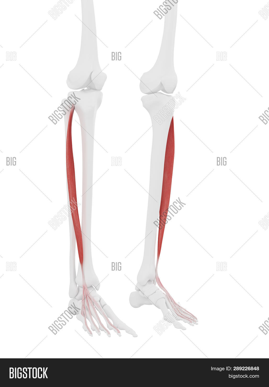 3d Rendered Medically Image & Photo (Free Trial) | Bigstock