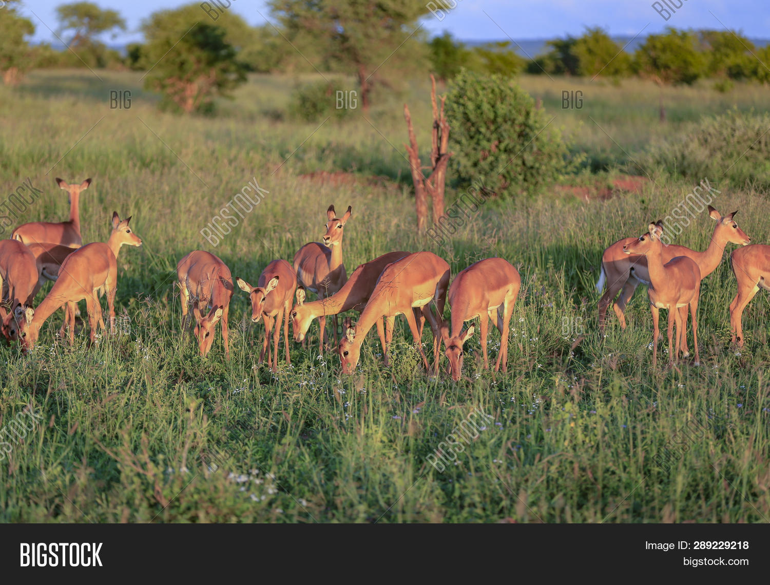 Sunset Warm Light Image & Photo (Free Trial) | Bigstock