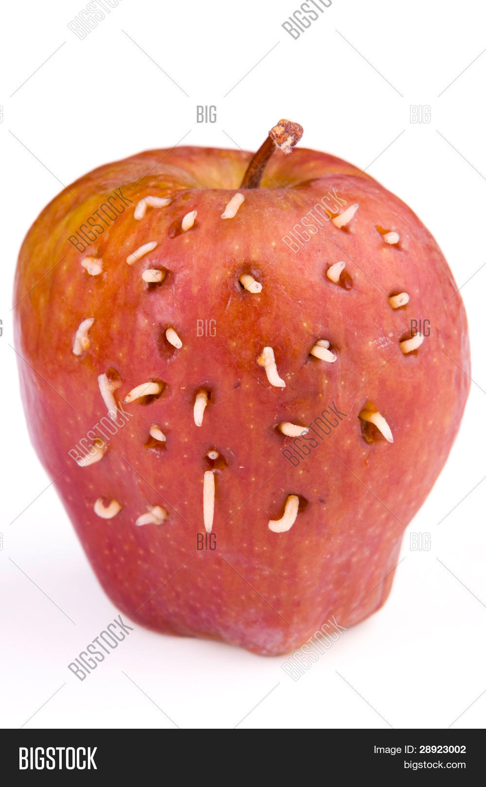 Maggots Come Out Image & Photo (Free Trial) | Bigstock