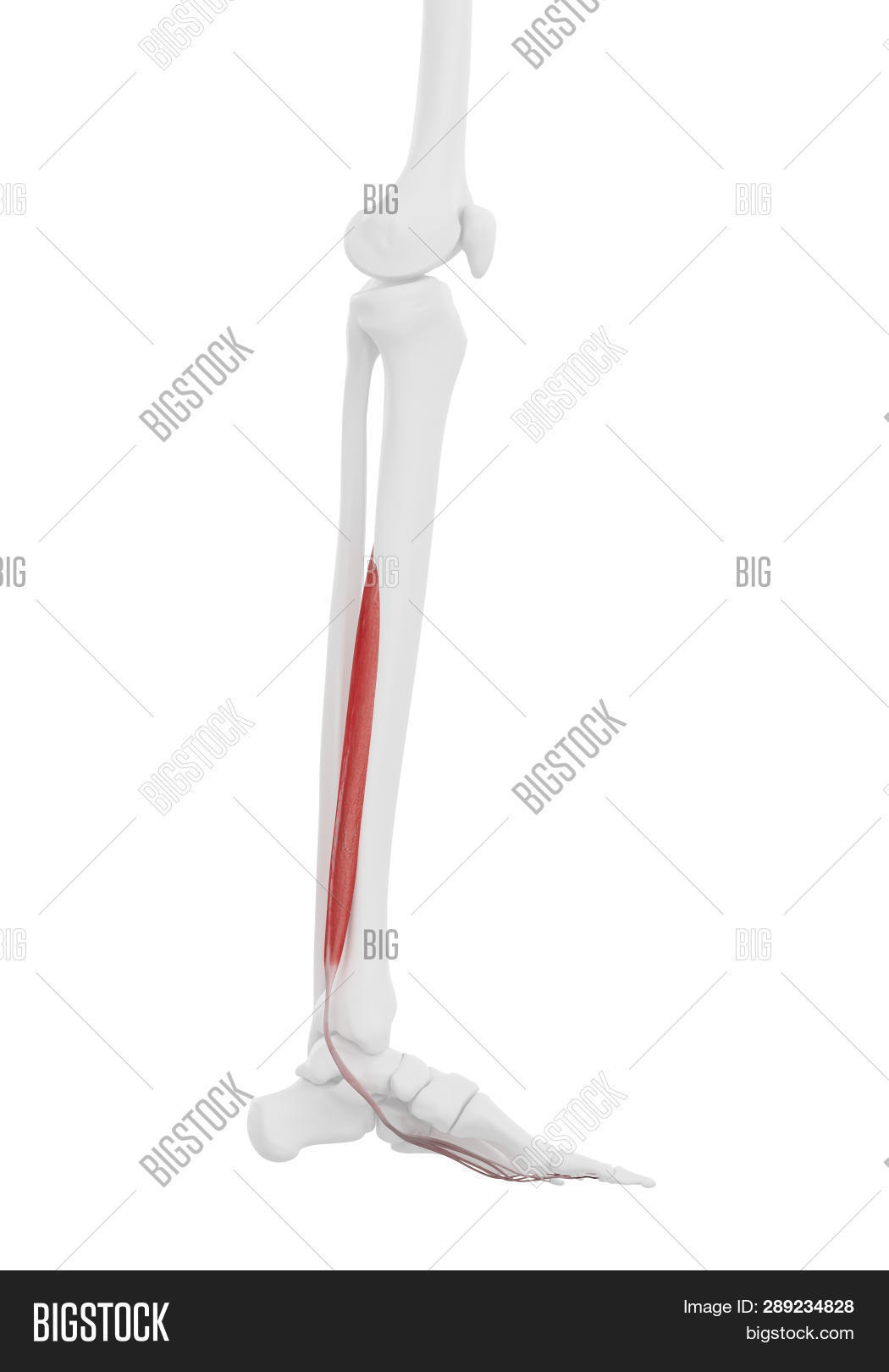 3d Rendered Medically Image & Photo (Free Trial) | Bigstock