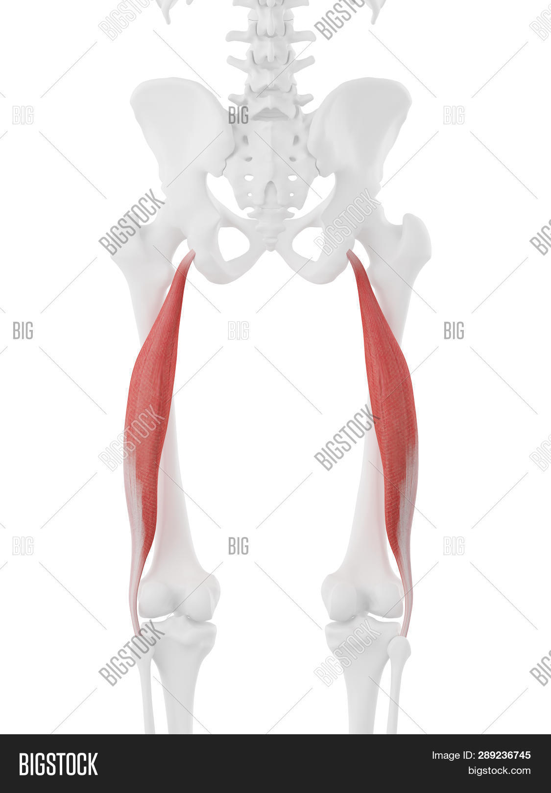 3d Rendered Medically Image & Photo (Free Trial) | Bigstock