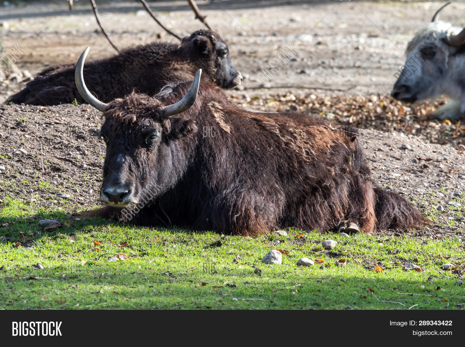 Domestic Yak, Bos Image & Photo (Free Trial) | Bigstock