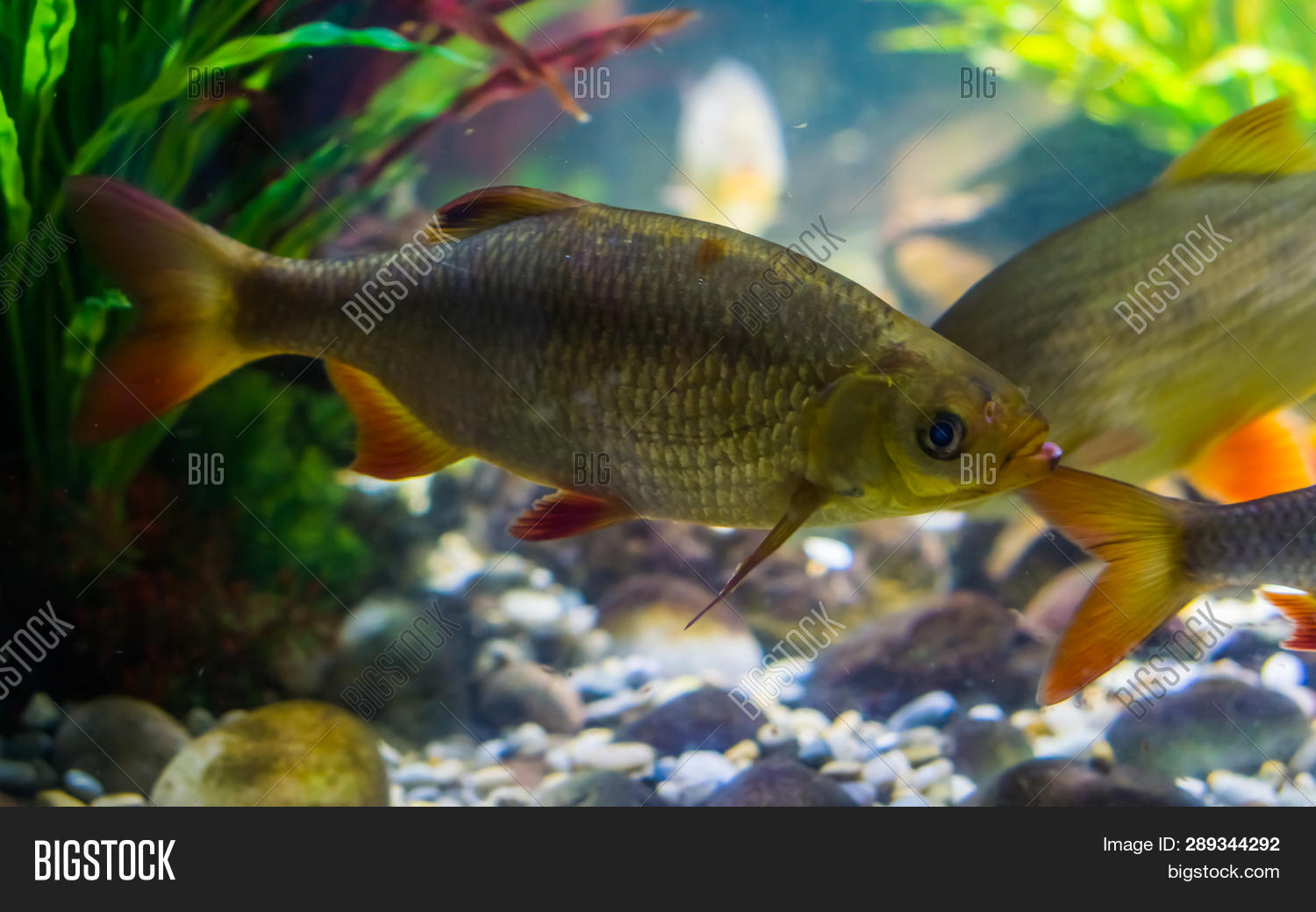 Common Rudd Swimming Image & Photo (Free Trial) | Bigstock