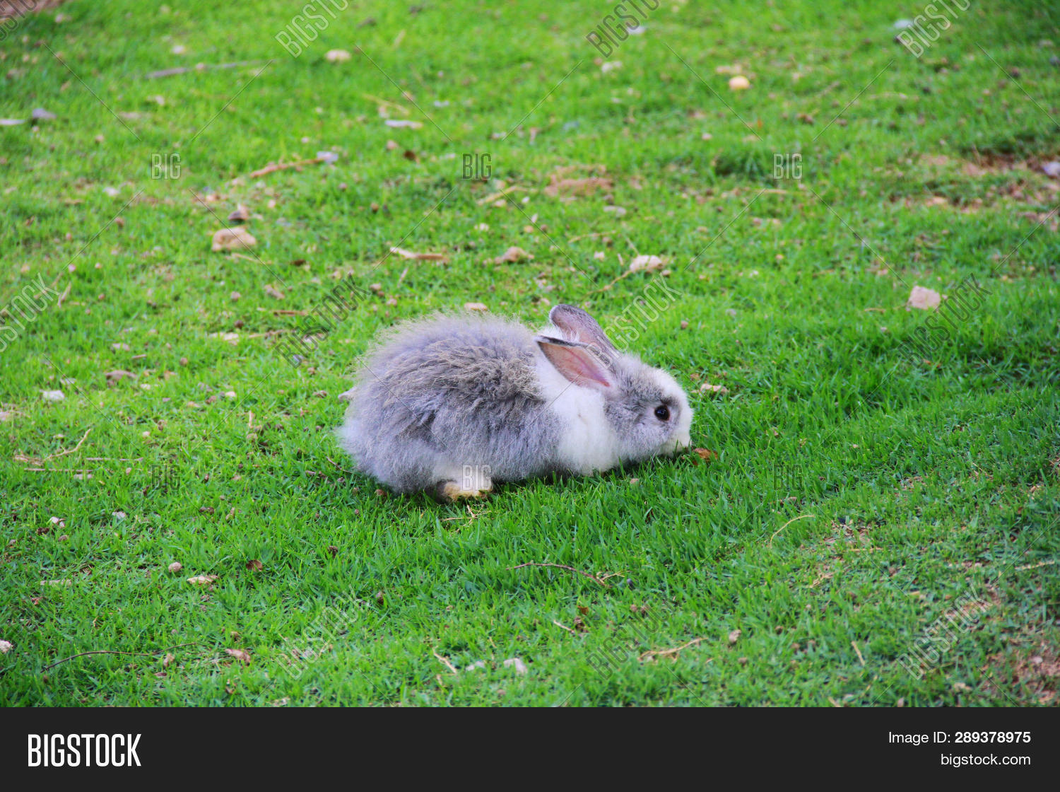 Gray Rabbit Garden Image & Photo (Free Trial) | Bigstock