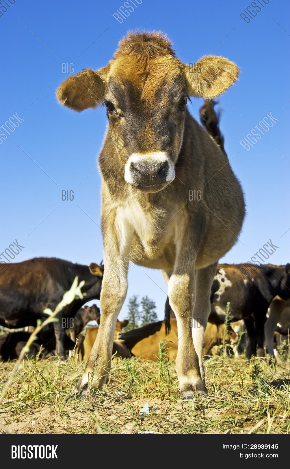 Cute Young Cow Looking Image & Photo (Free Trial) | Bigstock