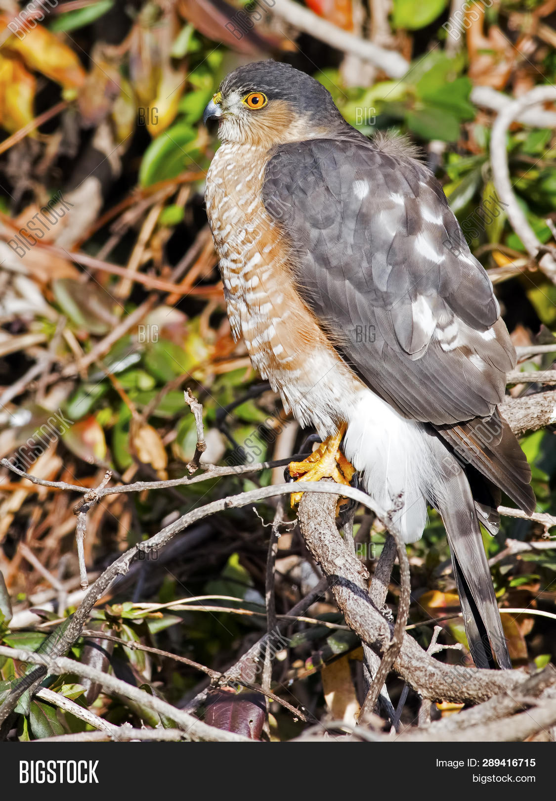 Sharp-shinned Hawk Image & Photo (Free Trial) | Bigstock